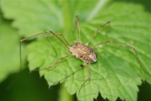 Photo de Rilaena triangularis - La Galerie de Quel est cet Animal