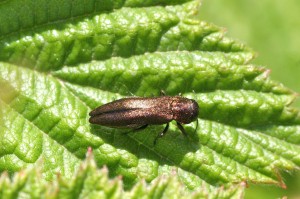 Photo de Agrilus sp. - La Galerie de Quel est cet Animal