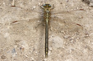 Photo de Gomphus pulchellus - La Galerie de Quel est cet Animal