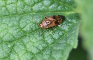 Photo de Lygus pratensis - La Galerie de Quel est cet Animal