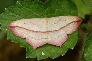 Photo de Timandra comae - La Galerie de Quel est cet Animal